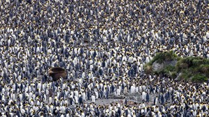 Wildlife Wonders on Macquarie Island: Penguins, Seals & Subantarctic ...